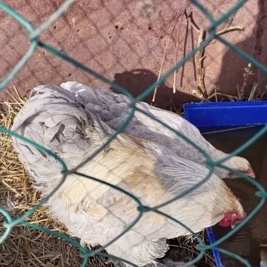 Брама изабелла