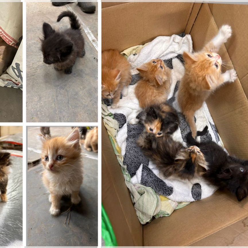 Котята в добрые руки