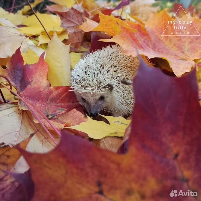 Декоративный ежик