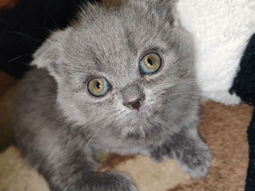 Кошка