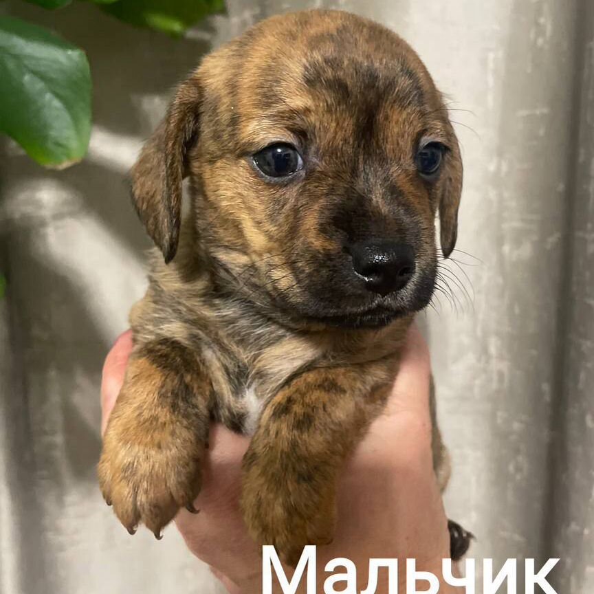 Цвергпинчер, щенок