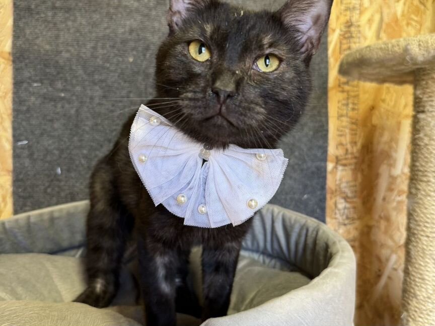 Черный котик из приюта в дар