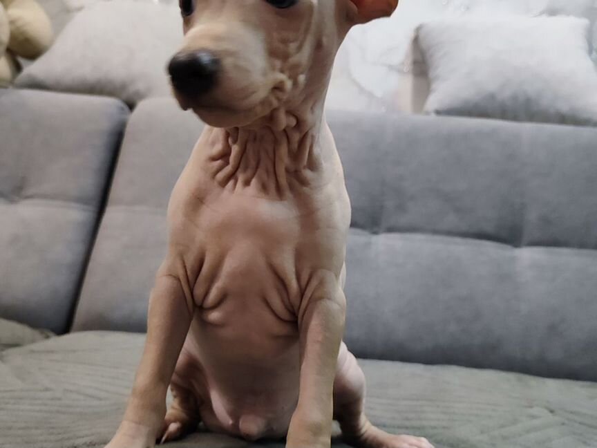 Щенки резиночки Агт