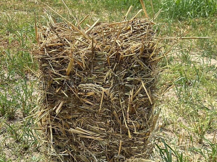 Сено суданка