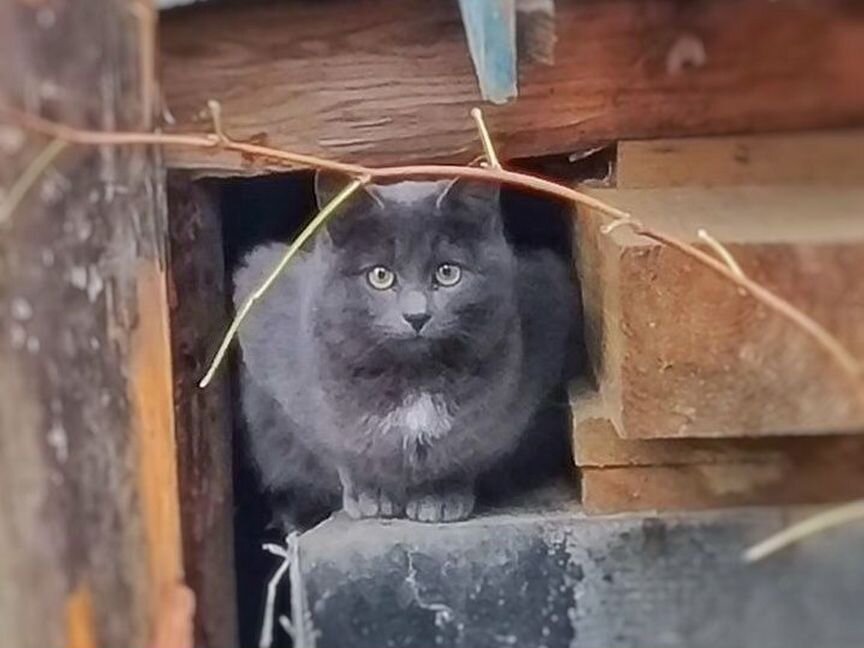 Котенок подросток похож на русскую голубую