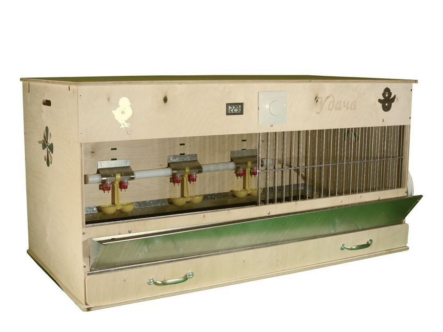 Брудер для цыплят