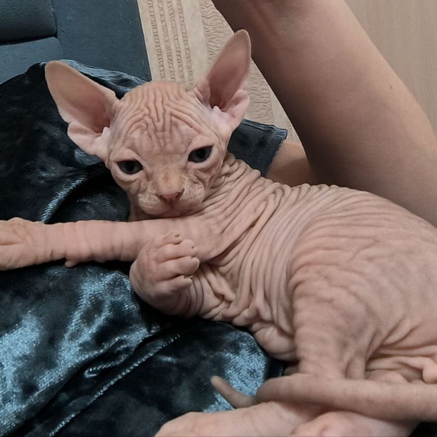 Канадский сфинкс котенок