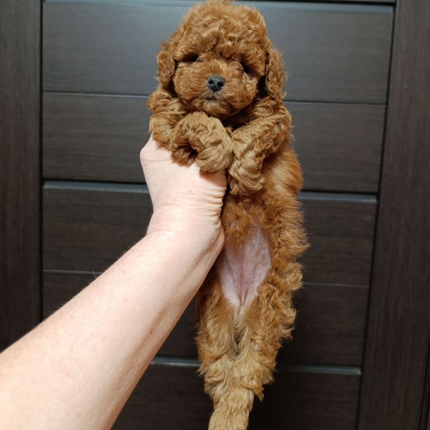 Той-пудель, щенок