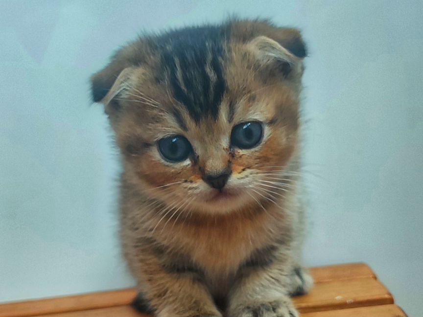 Шотландские котята