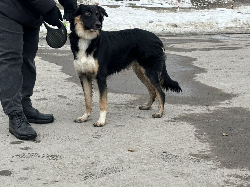 Щенок