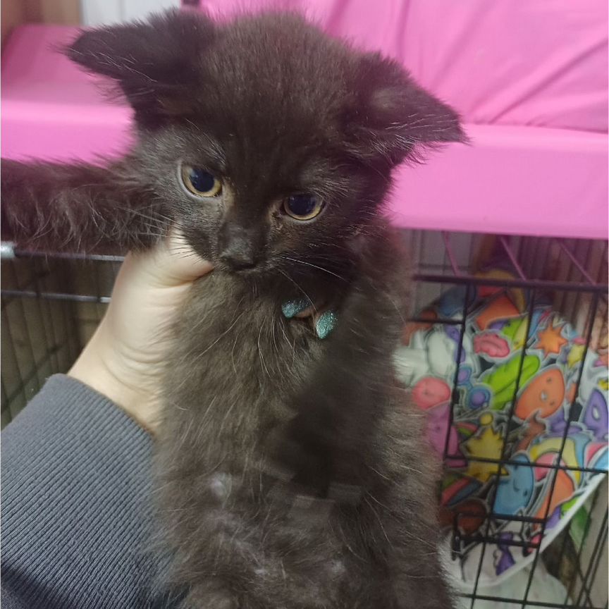 Котёнок в добрые руки