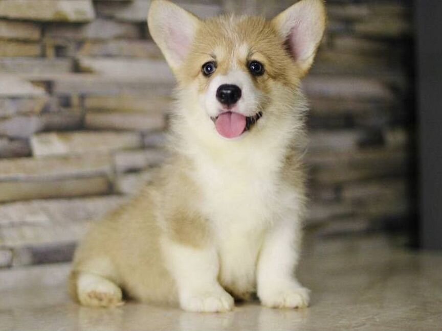 Щеночки Вельш-корги