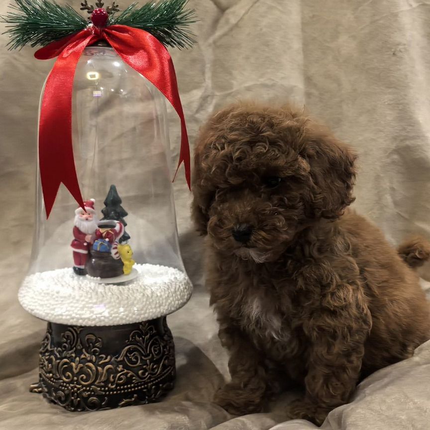 Той-пудель, щенок