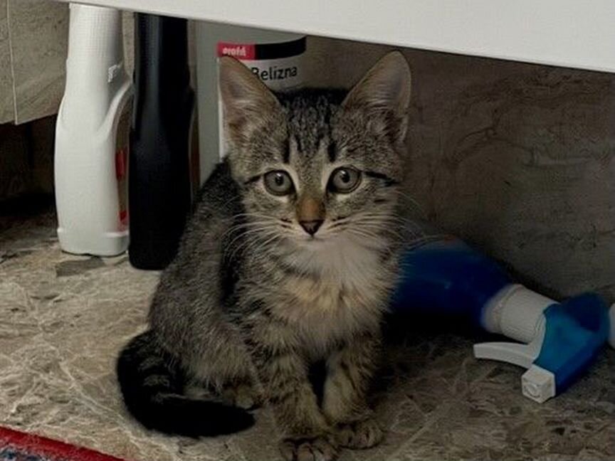 Отдам котят