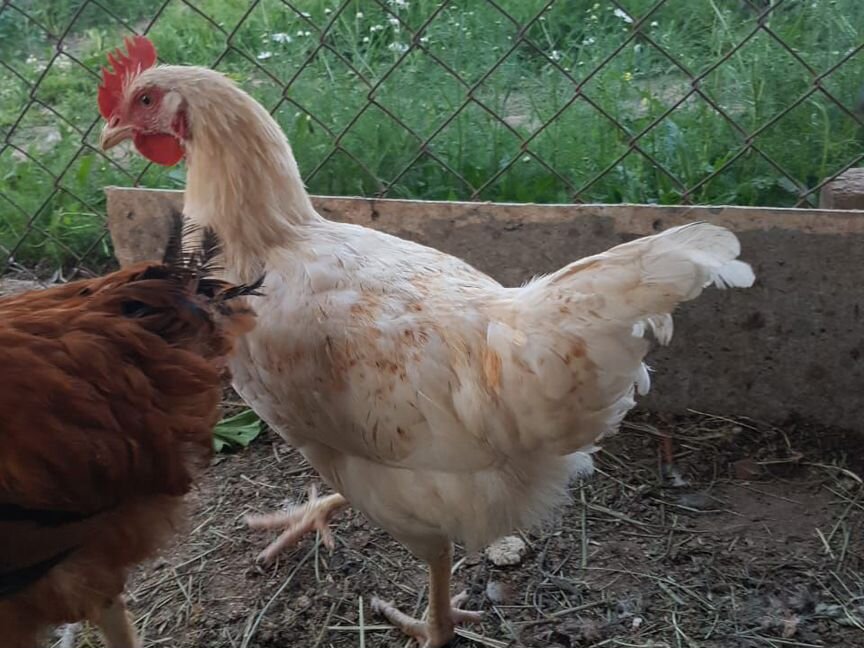 Молодые петухи