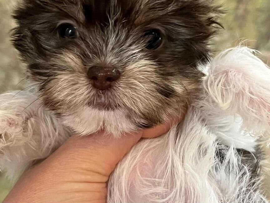 Цветной йоркширский терьер девочка