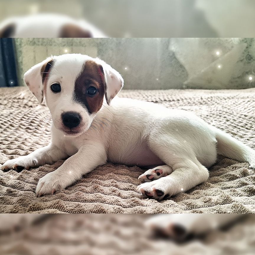 Джек-рассел-терьер, щенок