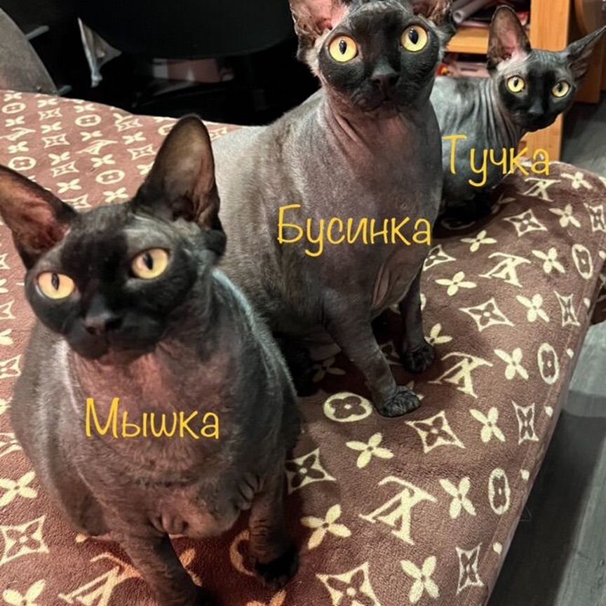 Кошка сфинкс в добрые руки