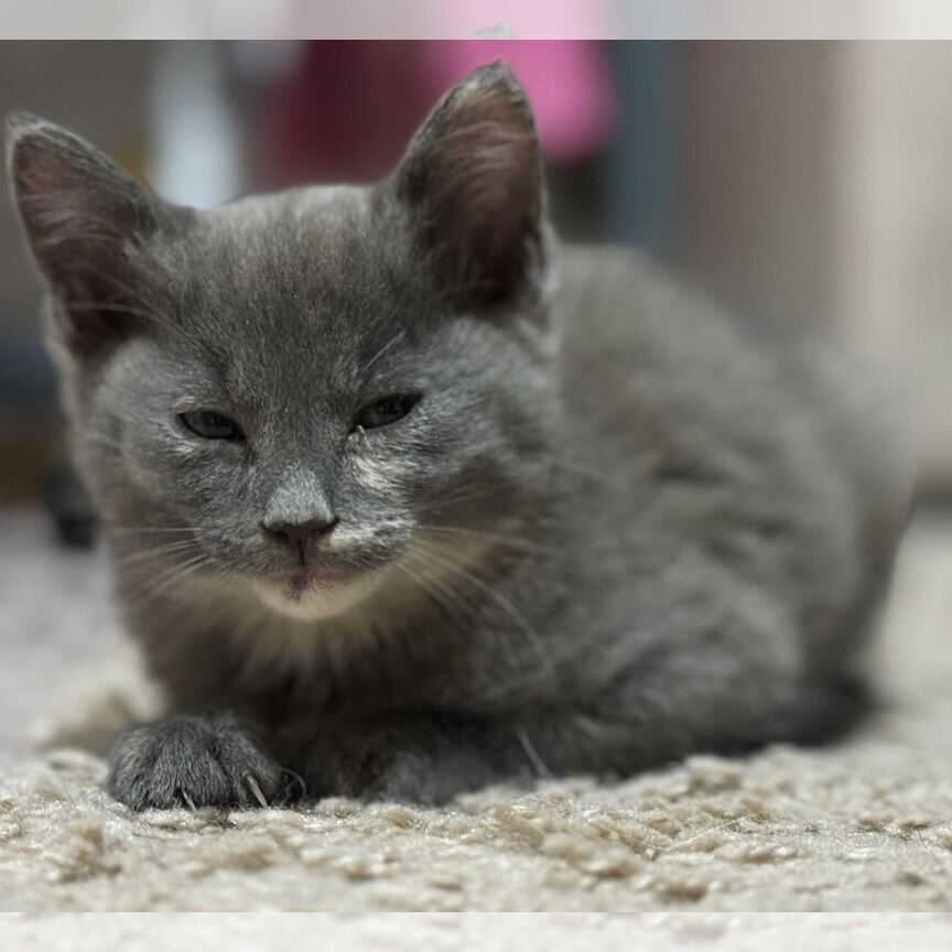 Котенок девочка