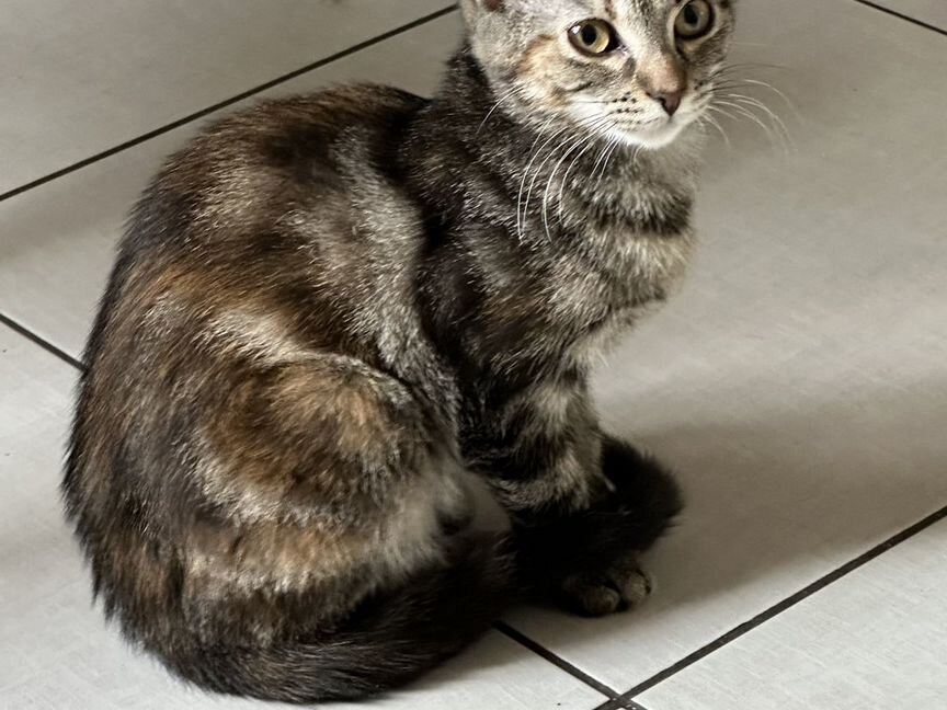 Котенок девочка Кнопка