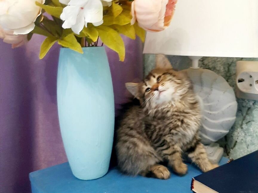 Котята от сибирской кошки