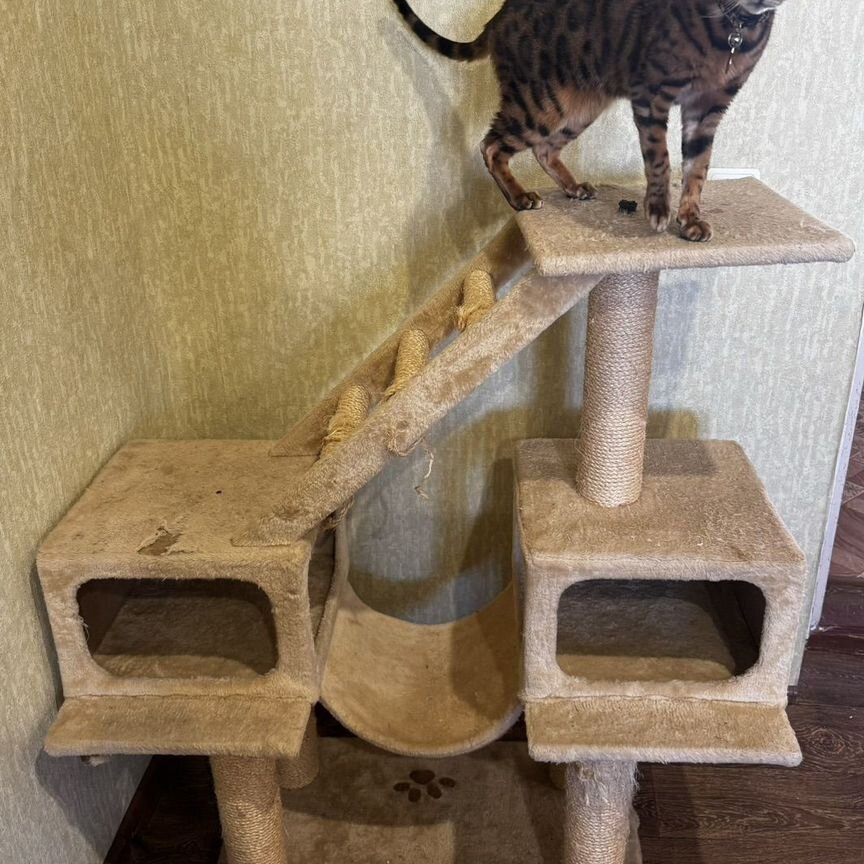 Когтеточка для кошек