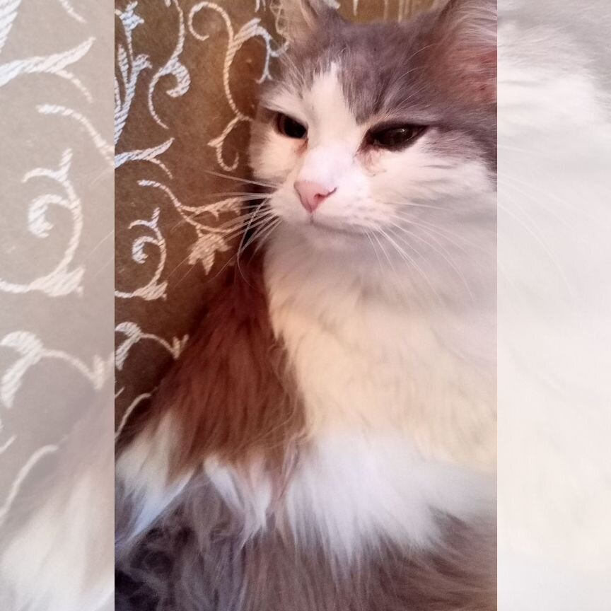 Кошка мышеловка