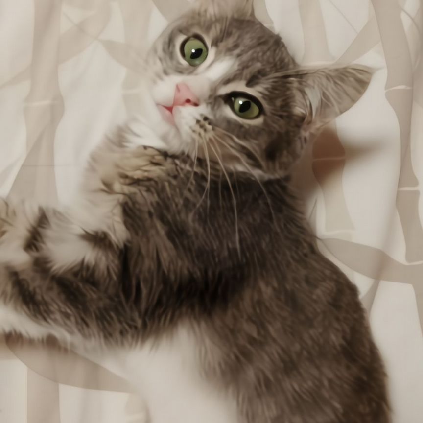 Котёнок в добрые руки