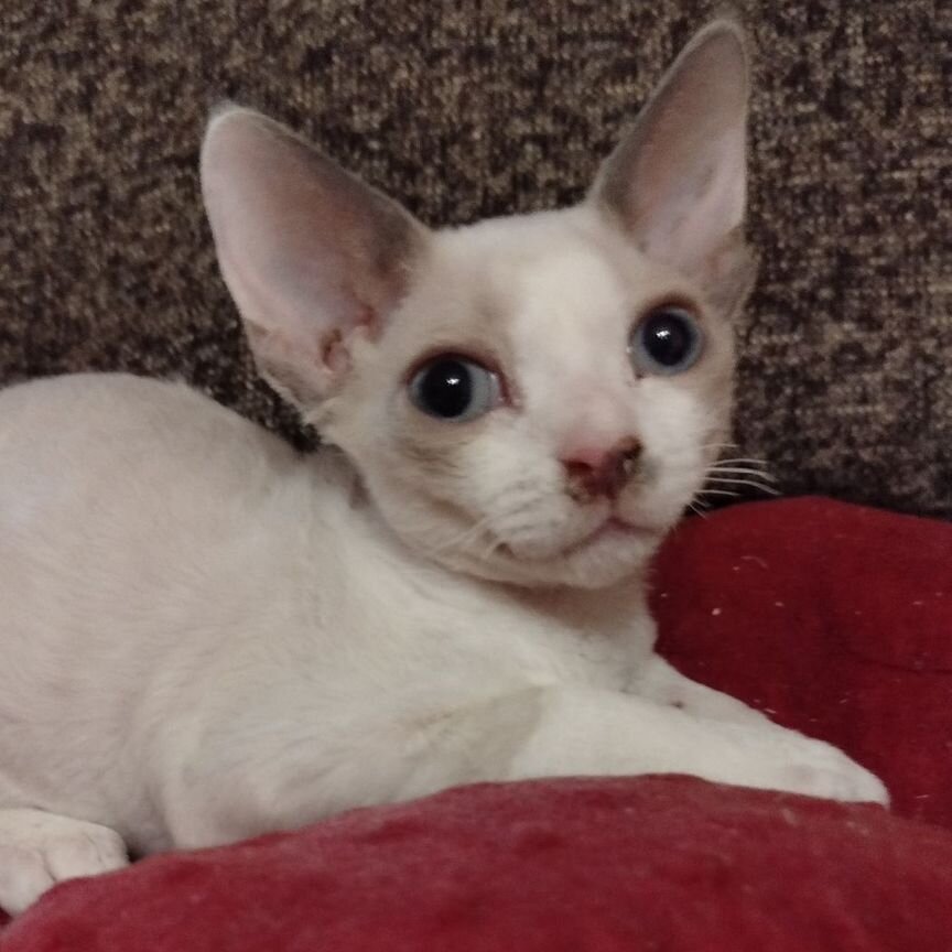 Котик Девон рекс