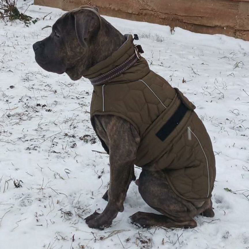 Собаки щенки коне Корсо