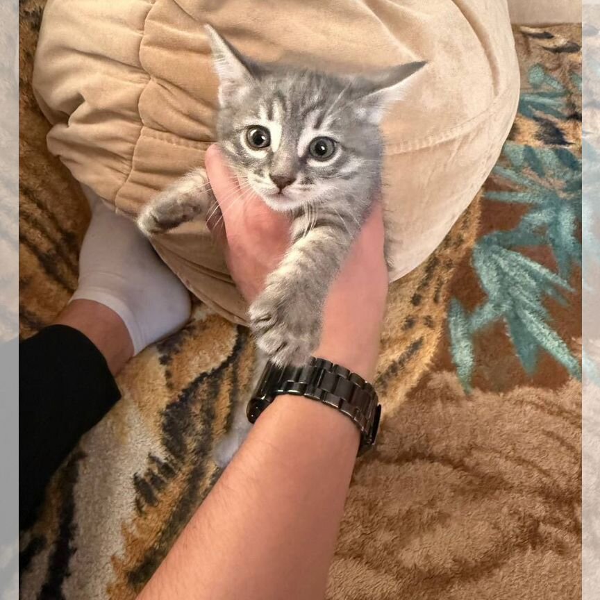 Шотландский вислоухий короткошёрстный котёнок