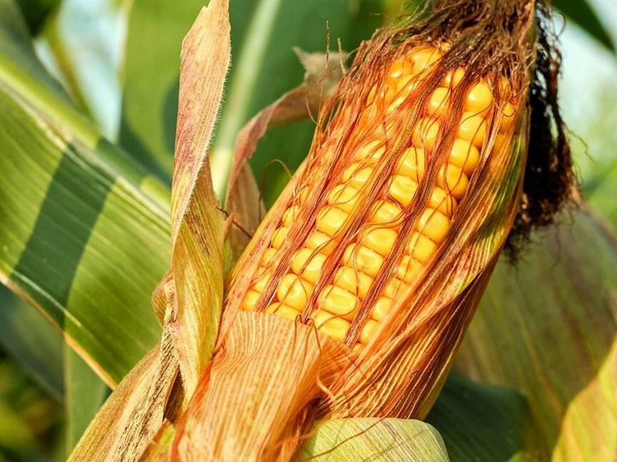 Кукуруза зерно