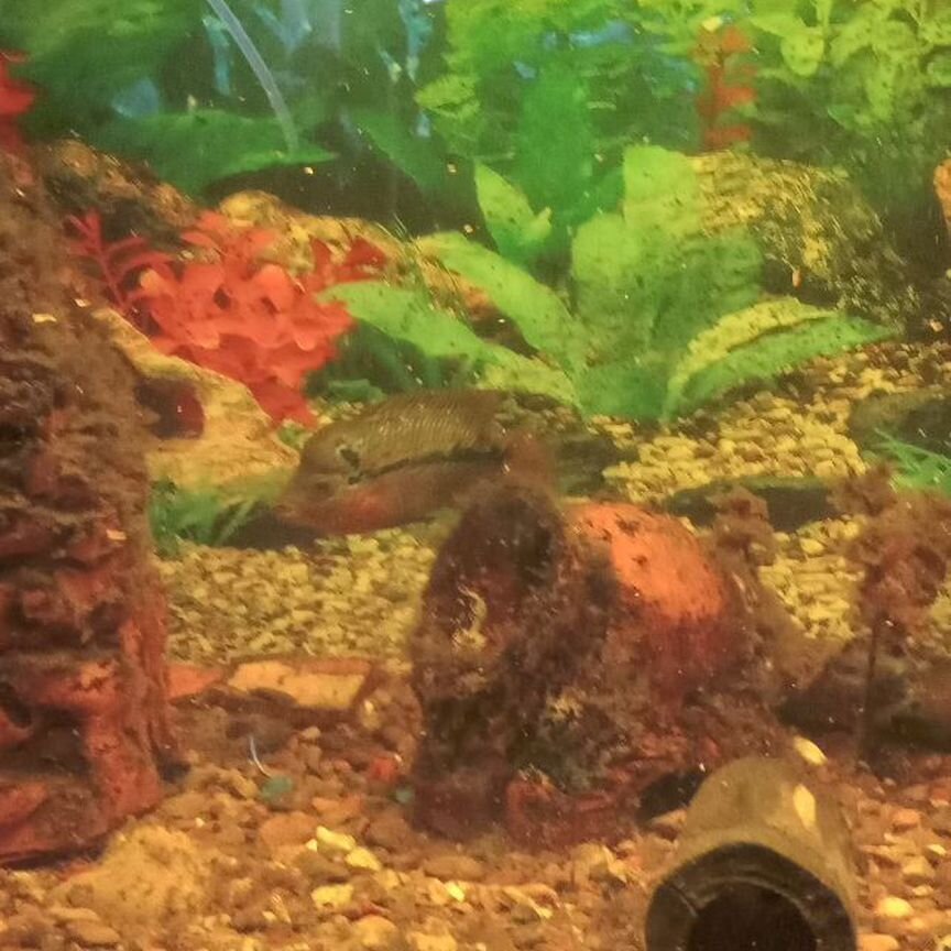 Флавер Хорн