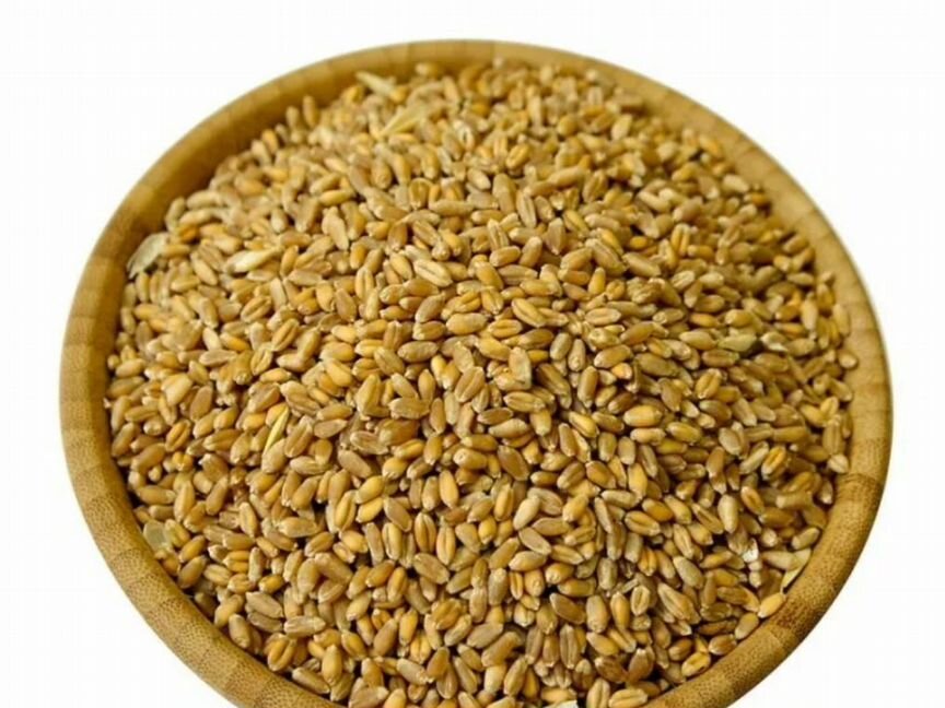 Зерно пшеница ячмень