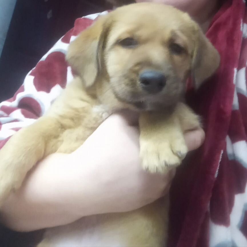 Отдам щенка в добрые руки