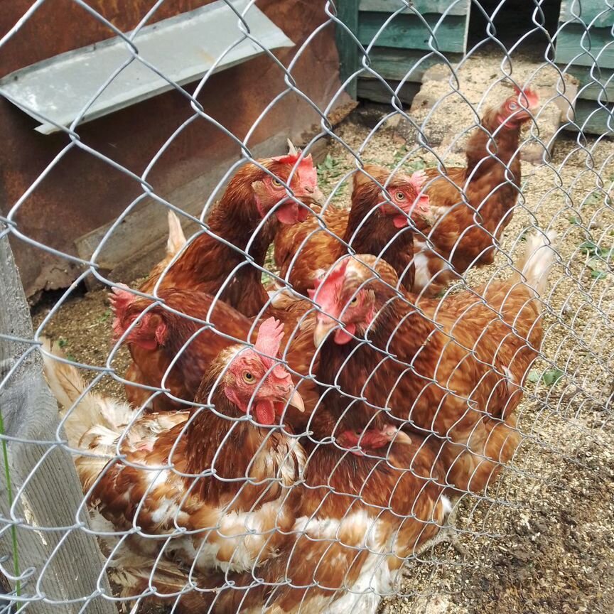 Куры несушки