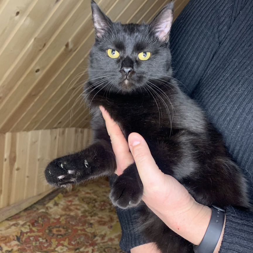 Пума нуждается в доме