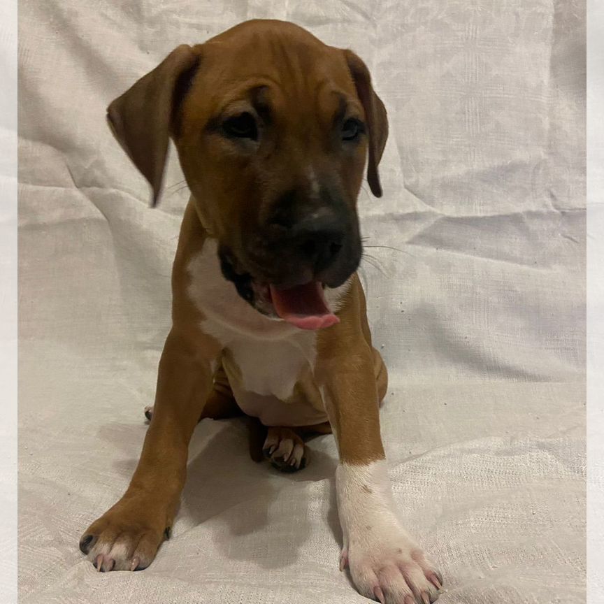 Американский стафордширдский терьер