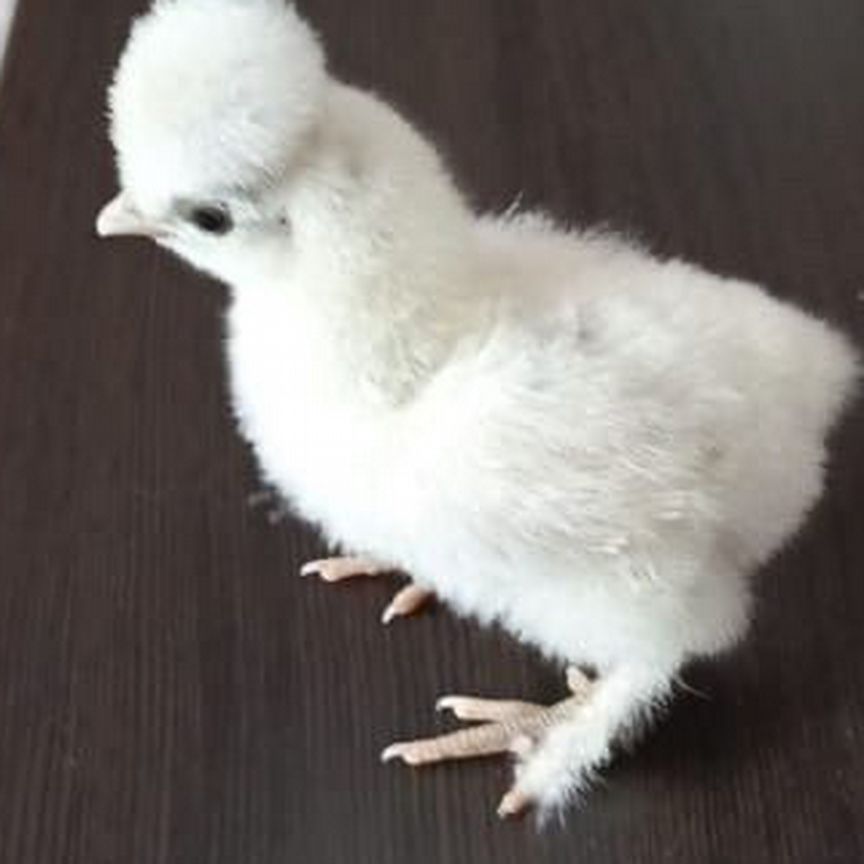 Цыплята китайские