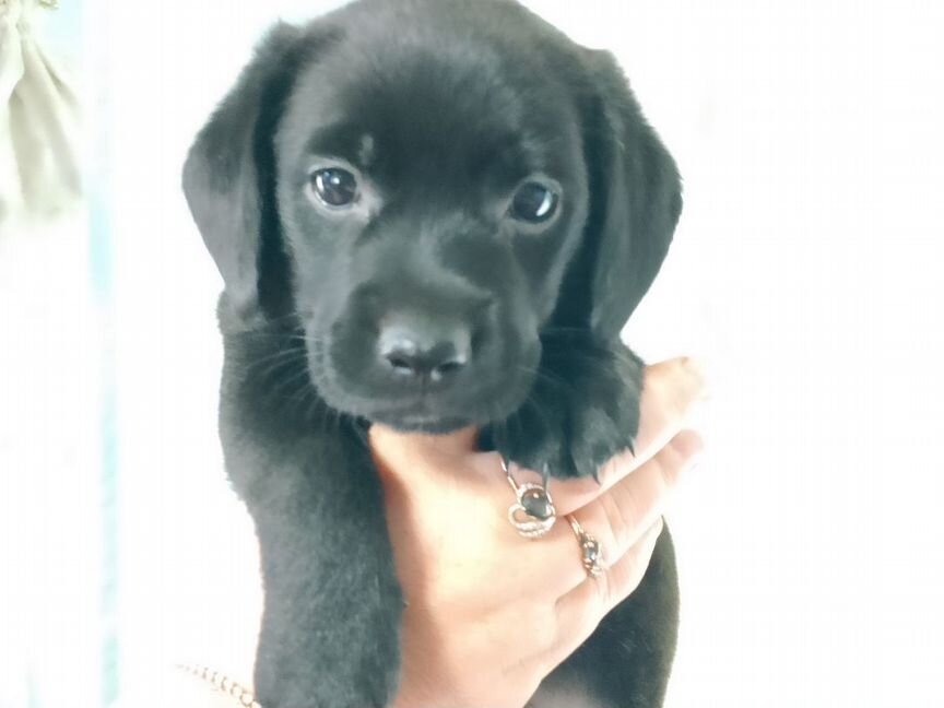 Спаниель, такса