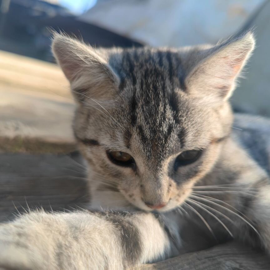 Котенок котенок котейка котёнок