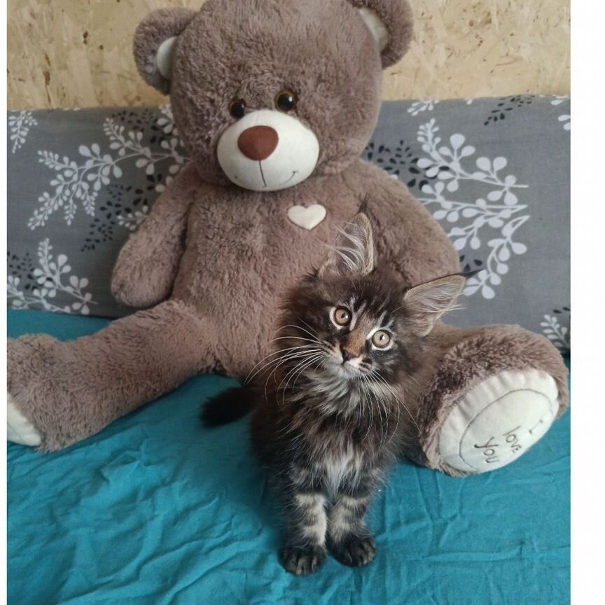 Мейн-кун котёнок