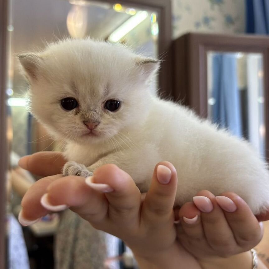 Британский короткошёрстный котёнок