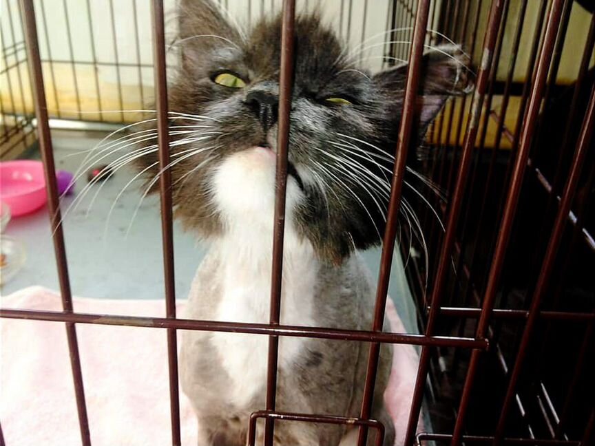 Ласково кота Мишаню держат в клетке
