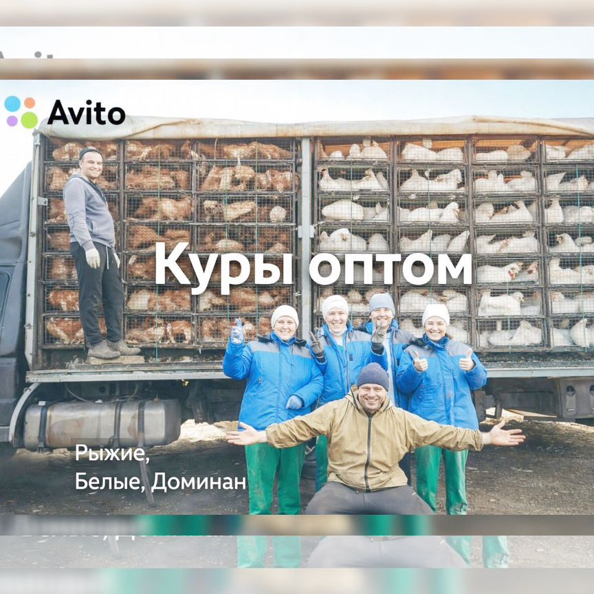 Живые куры породы Доминант