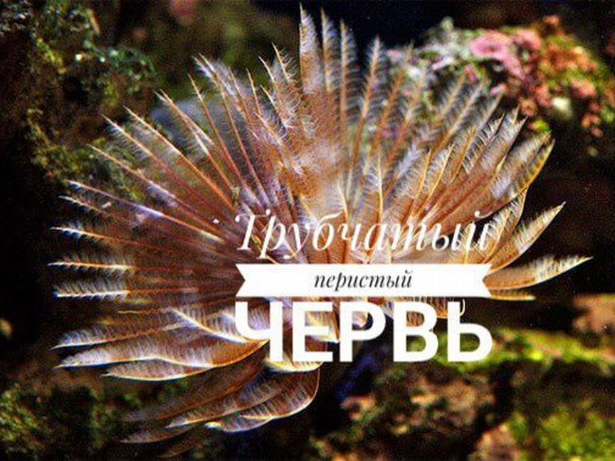 Трубчатый перистый червь, XL (червь в наличии)