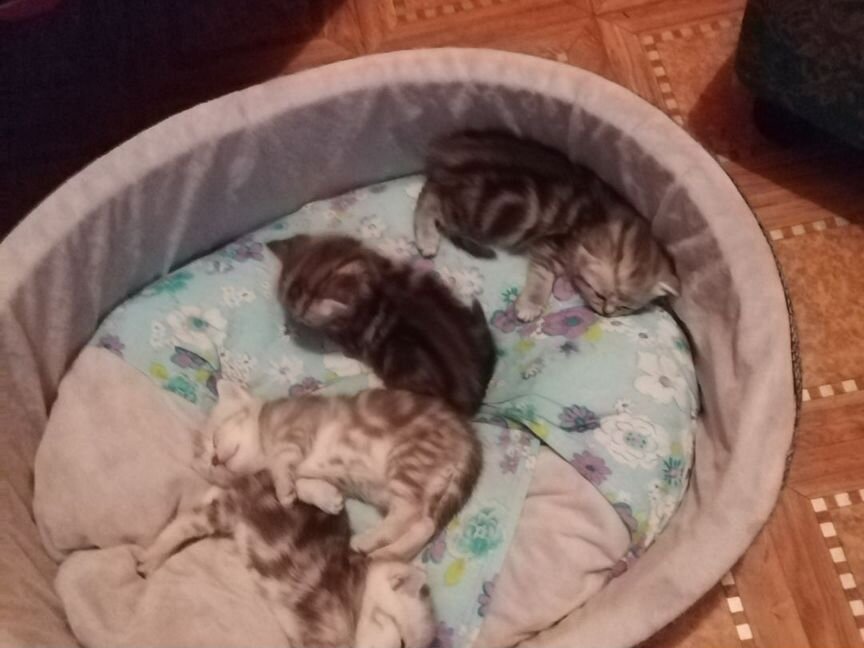 Британские котята