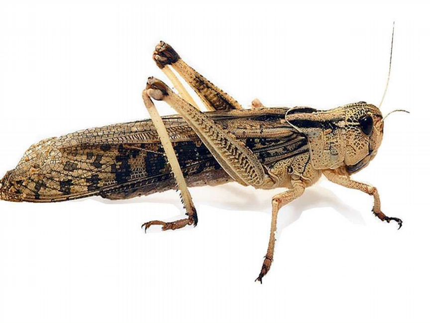 Живые кормовые насекомые