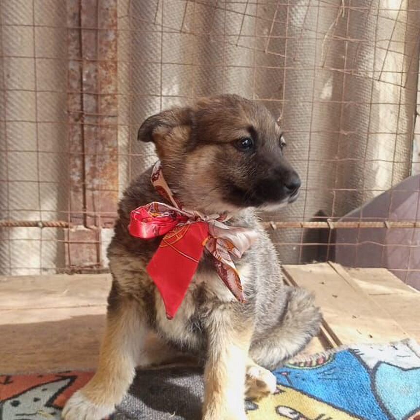 Щеночки в добрые руки