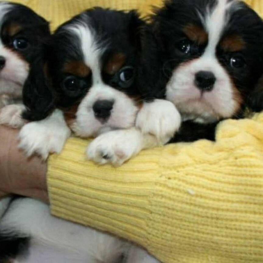 Кавалер Кинг Чарльз спаниель